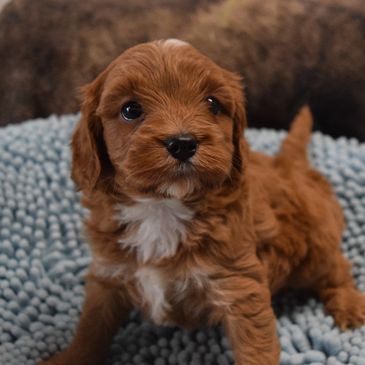 Redcastle Cavapoo